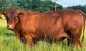 Venta de sementales - Senepol México