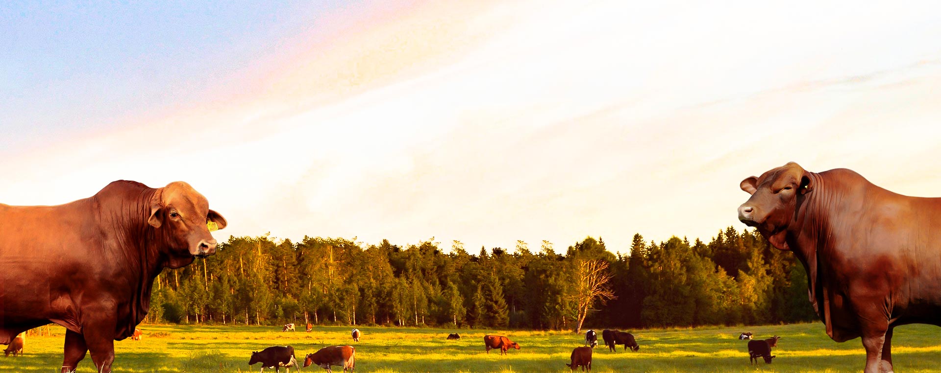 Inicio - Senepol México