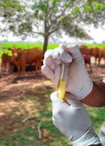 Semen de toro - Senepol México